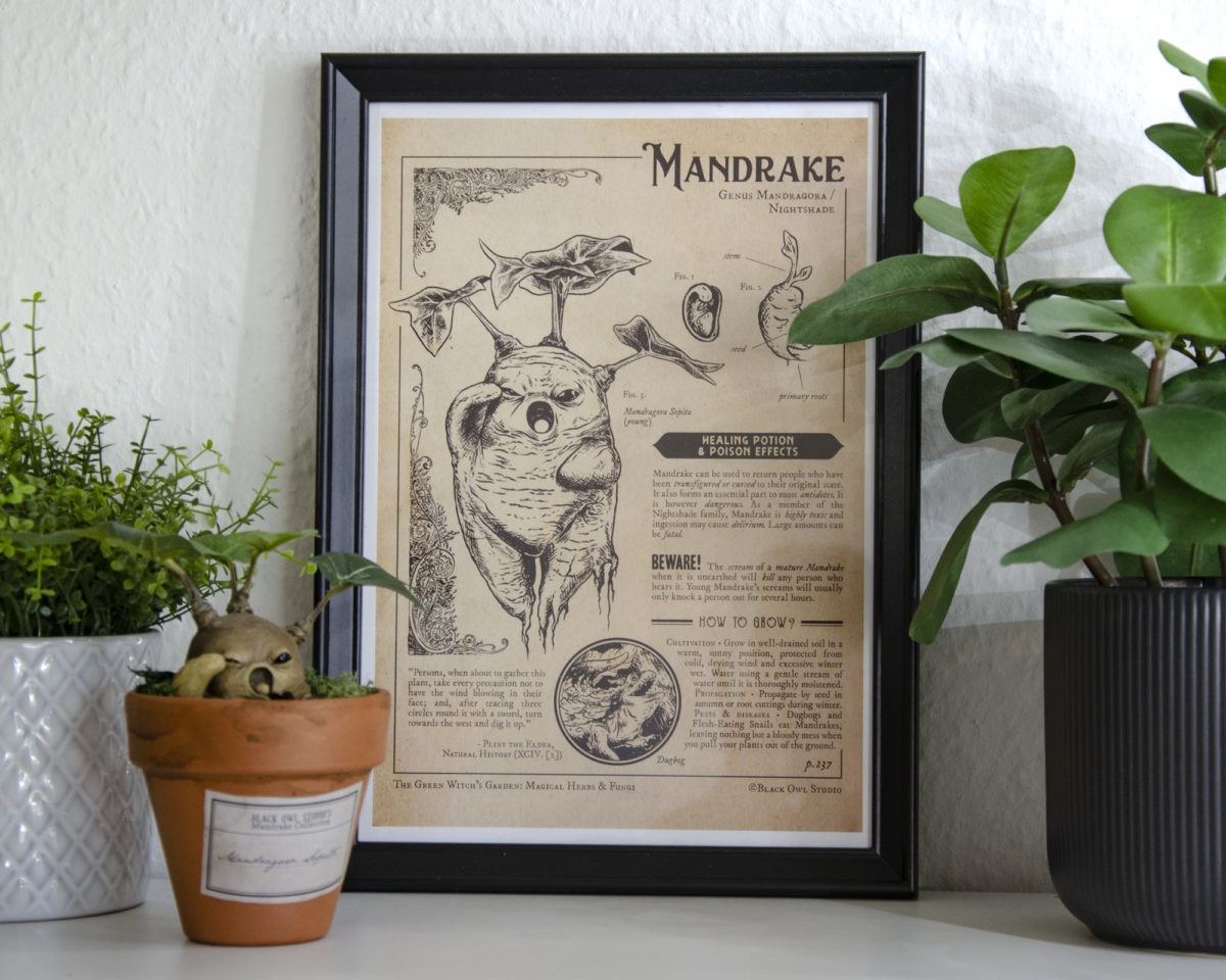 Mandrake prints – Black Owl Studio